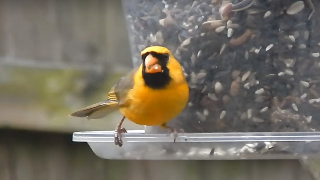 Spirit Bird: 'One-in-a-million' Yellow Cardinal Seen in Alabama