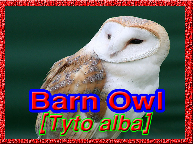 Spreebird wildlife: OWLS FOUND IN PAKISTAN