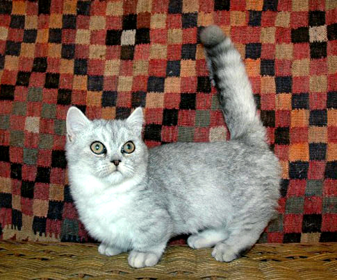 10 Jenis Kucing Paling Kecil di Dunia | Kucing gue