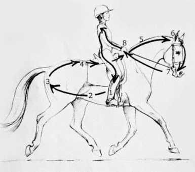 The Circle of Aids in Horse Riding - Dressage Hafl