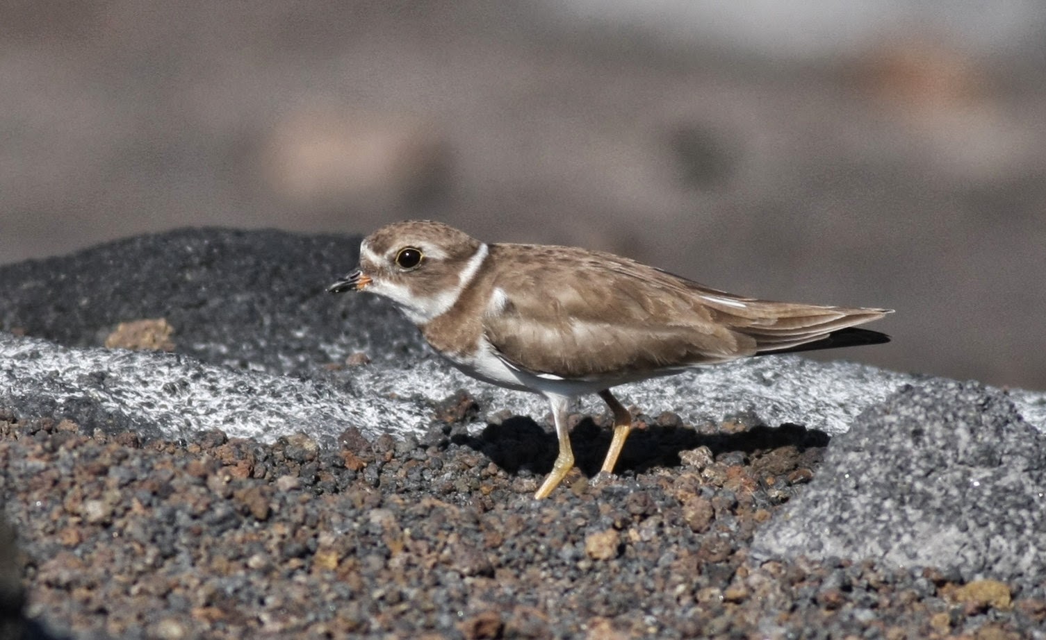 La Palma Birds: Semipalmated Plover III