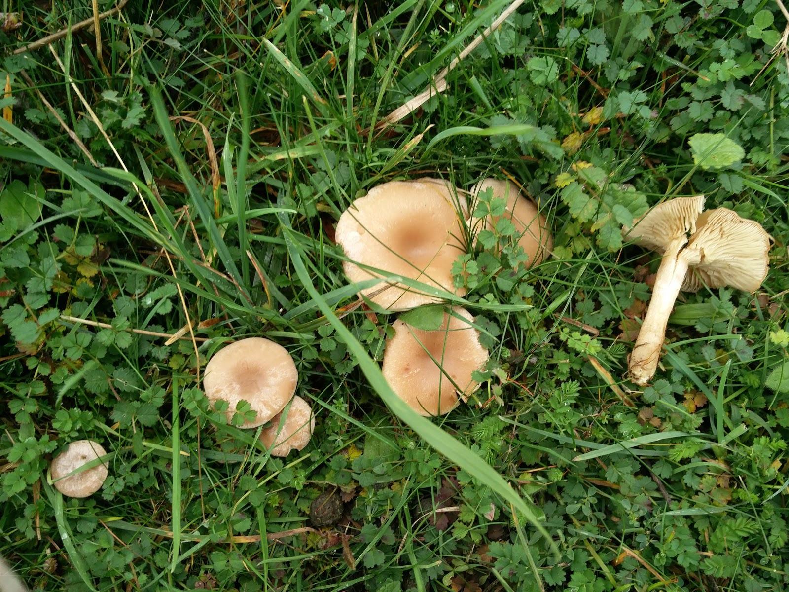 Misidentifying Fungi: Shades of Beige