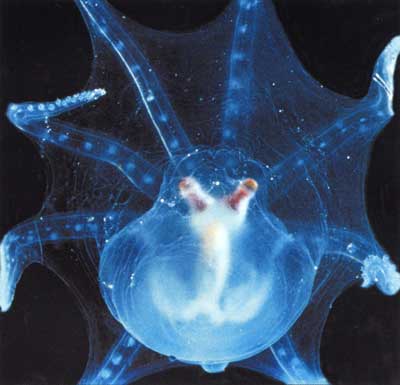 Real Monstrosities: Telescope Octopus