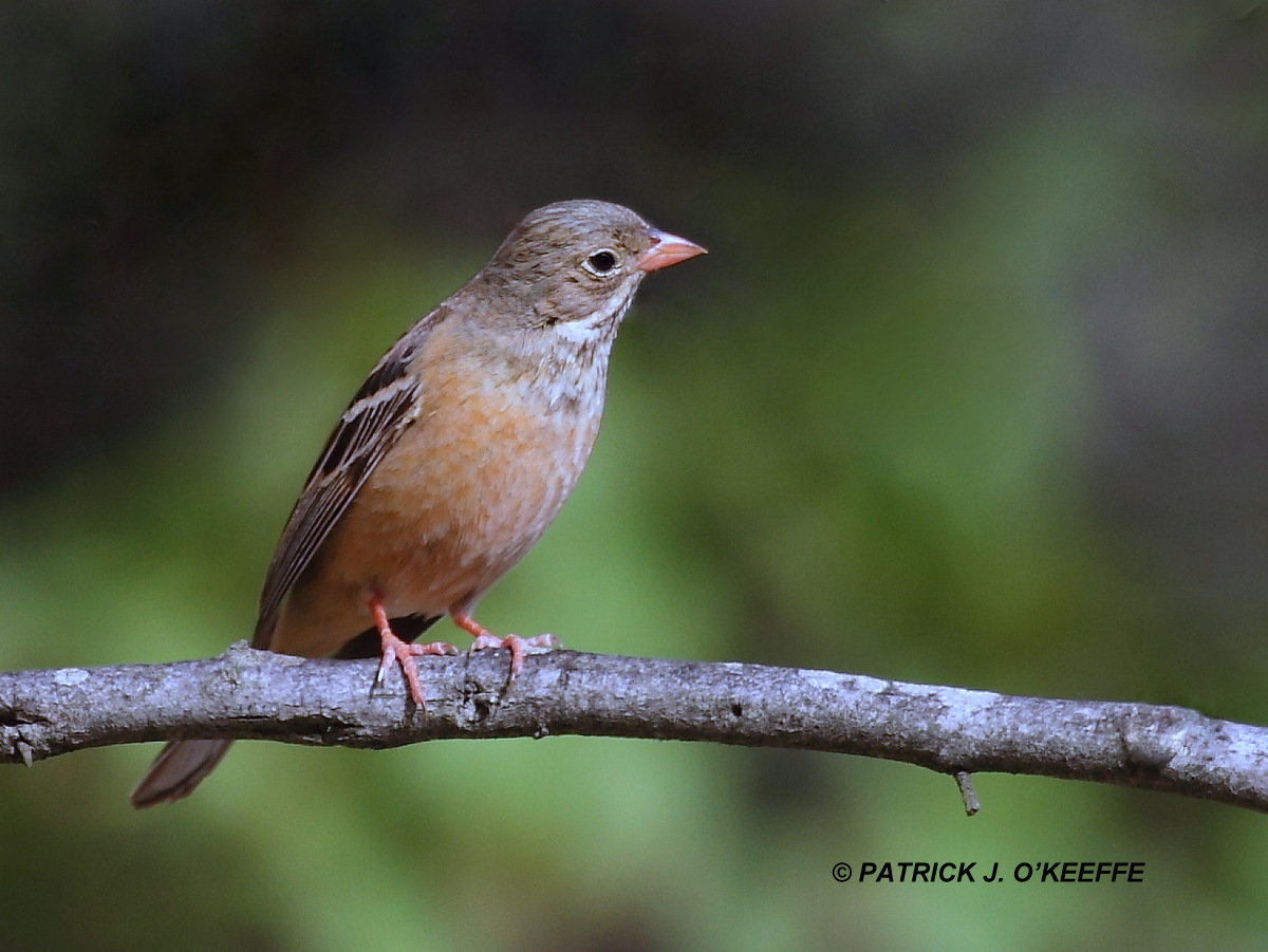 Raw Birds: ORTOLAN BUNTING (Female) Emberiza hortulana Madjarovo ...