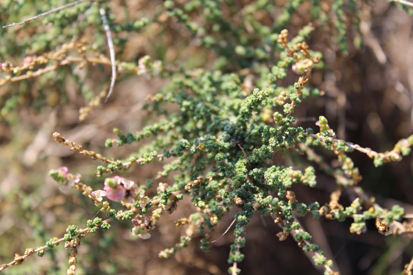 La Rioja Natural: Salsola vermiculata