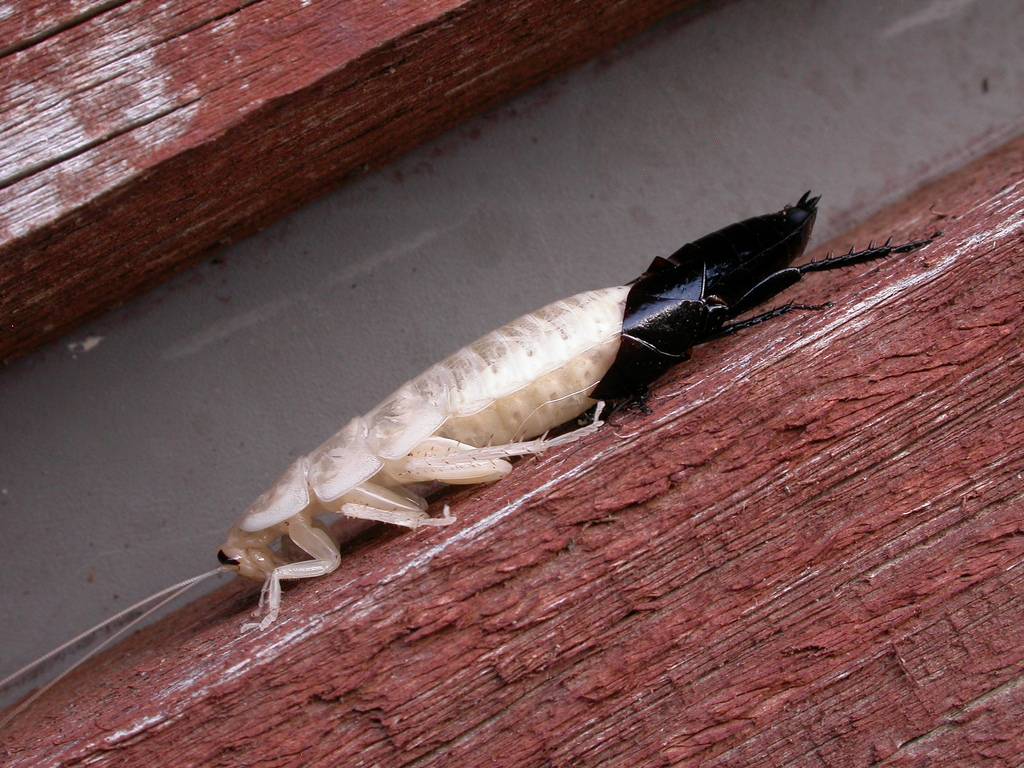 Ecdysis: When Growing Up is More than Skin Deep | The Ark In Space