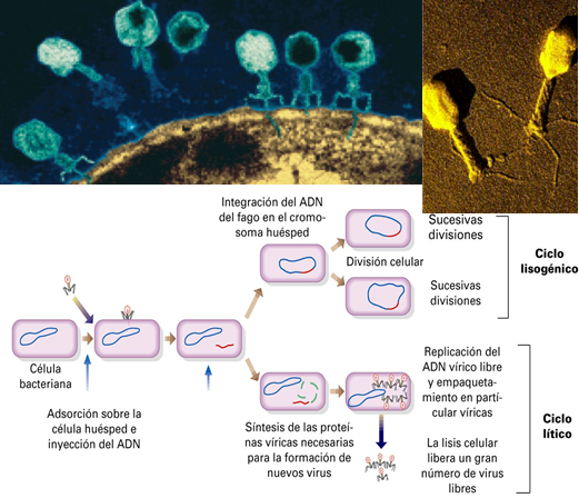 Sabelotodo: enero 2014