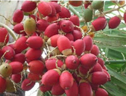 BPP KECAMATAN GADING: MANFAAT BUAH PINANG