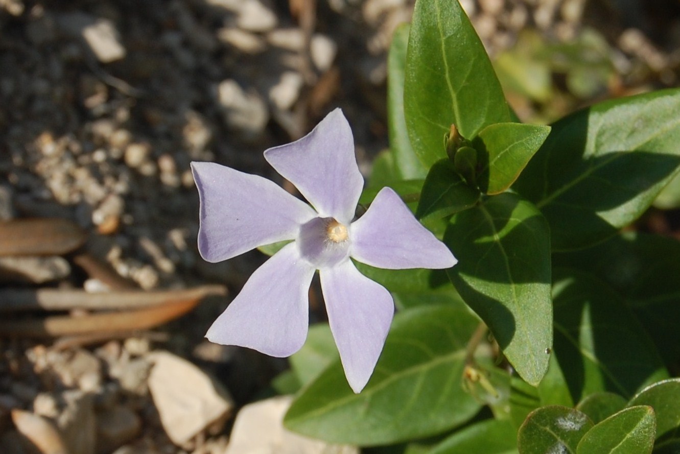 Plantas: Beleza e Diversidade: Pervinca (Vinca difformis)