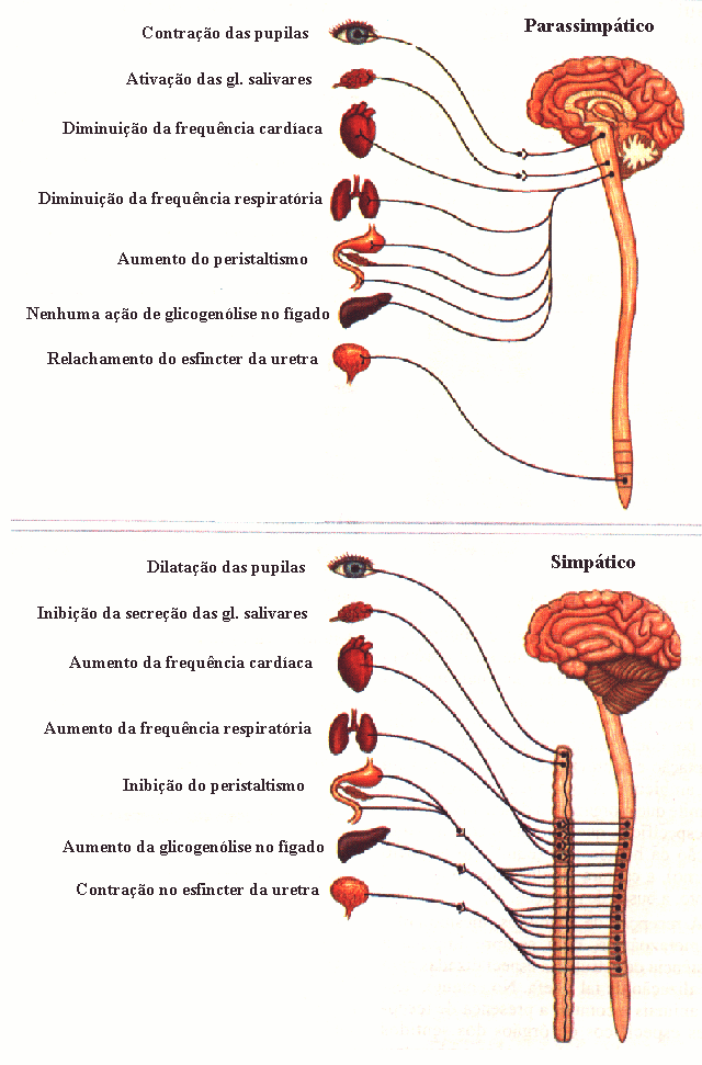 Sistema Nervoso Sistema Nervoso Periférico
