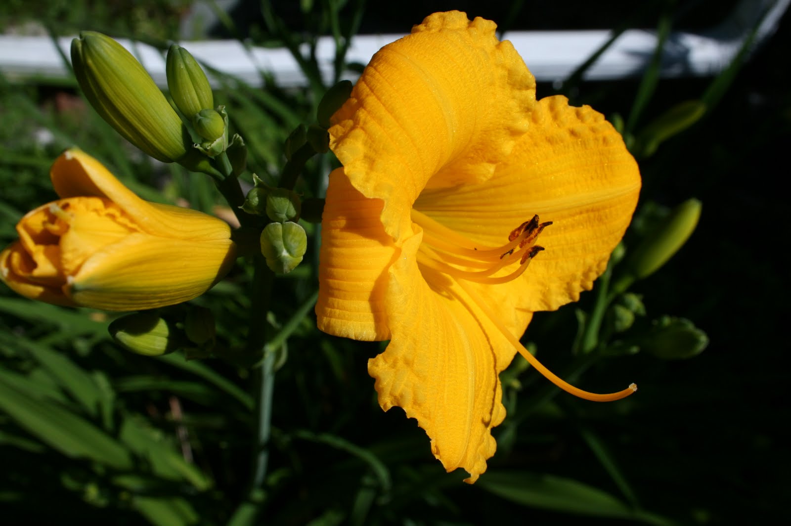 Day Lilies Show Us How to Embrace Life | HuffPost Impact