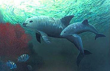 Vaquita | RARE ANIMALS IN THE WORLD