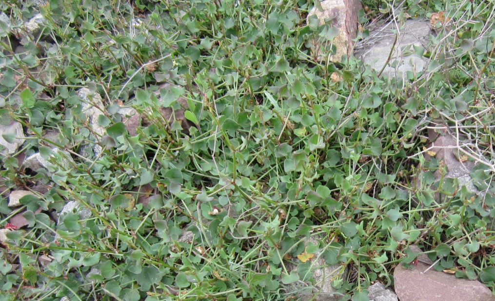 Mis experiencias mis imágenes: Acedera, (Rumex Acetosa)