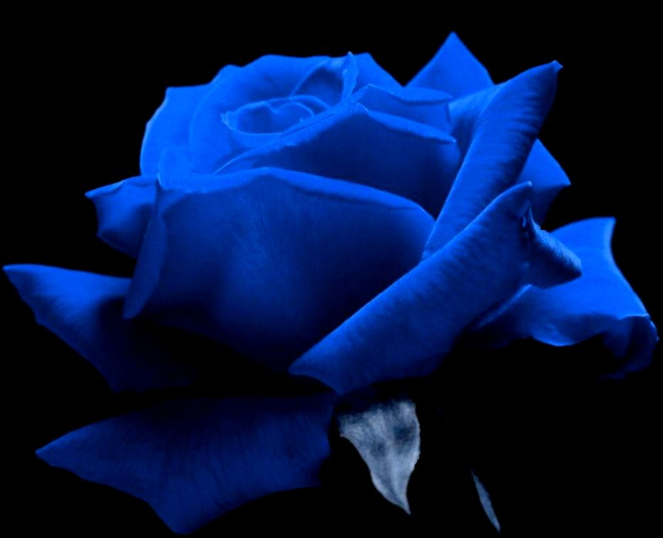 Rose Animated Gif Wallpaper | Wallpapers Quality
