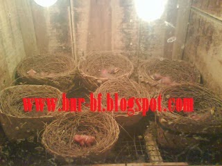 BnR Bird Farm: profil indukan burung jalak