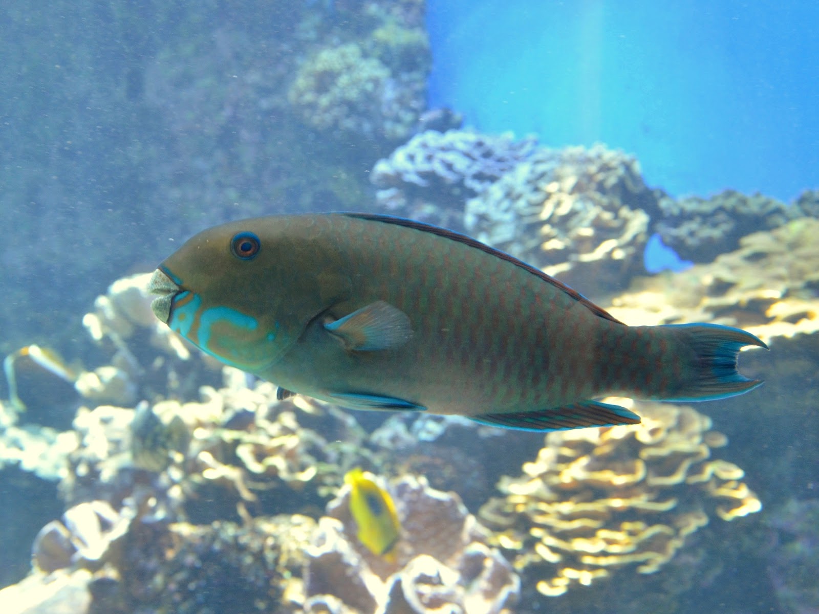 Nouvelle-Calédonie, le caillou aux mille couleurs