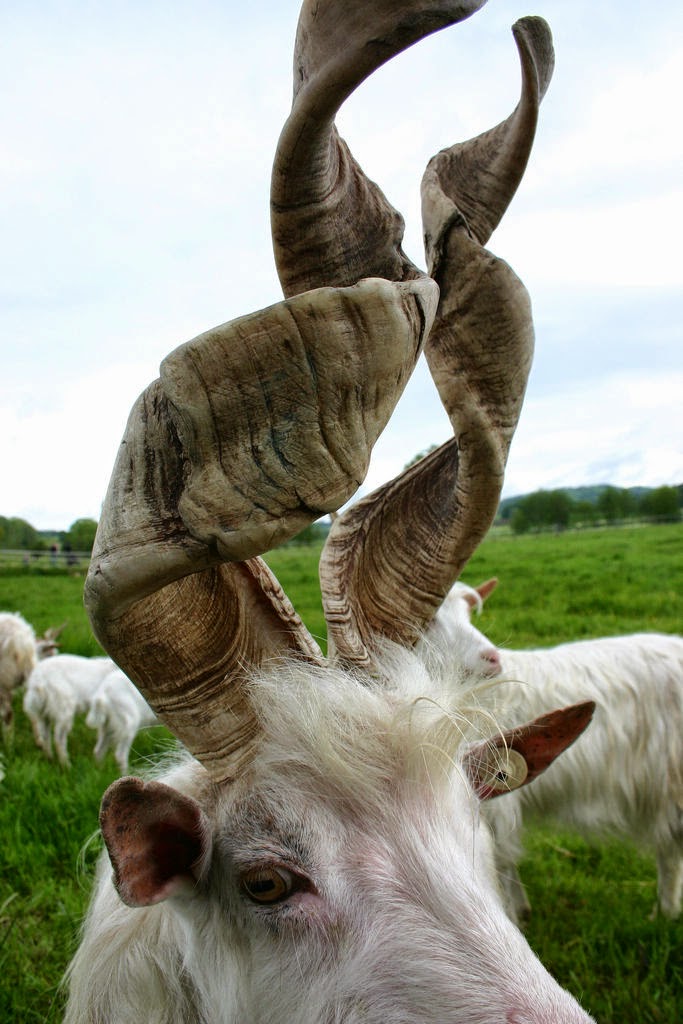 Why Do Spirals Exist Everywhere in Nature?