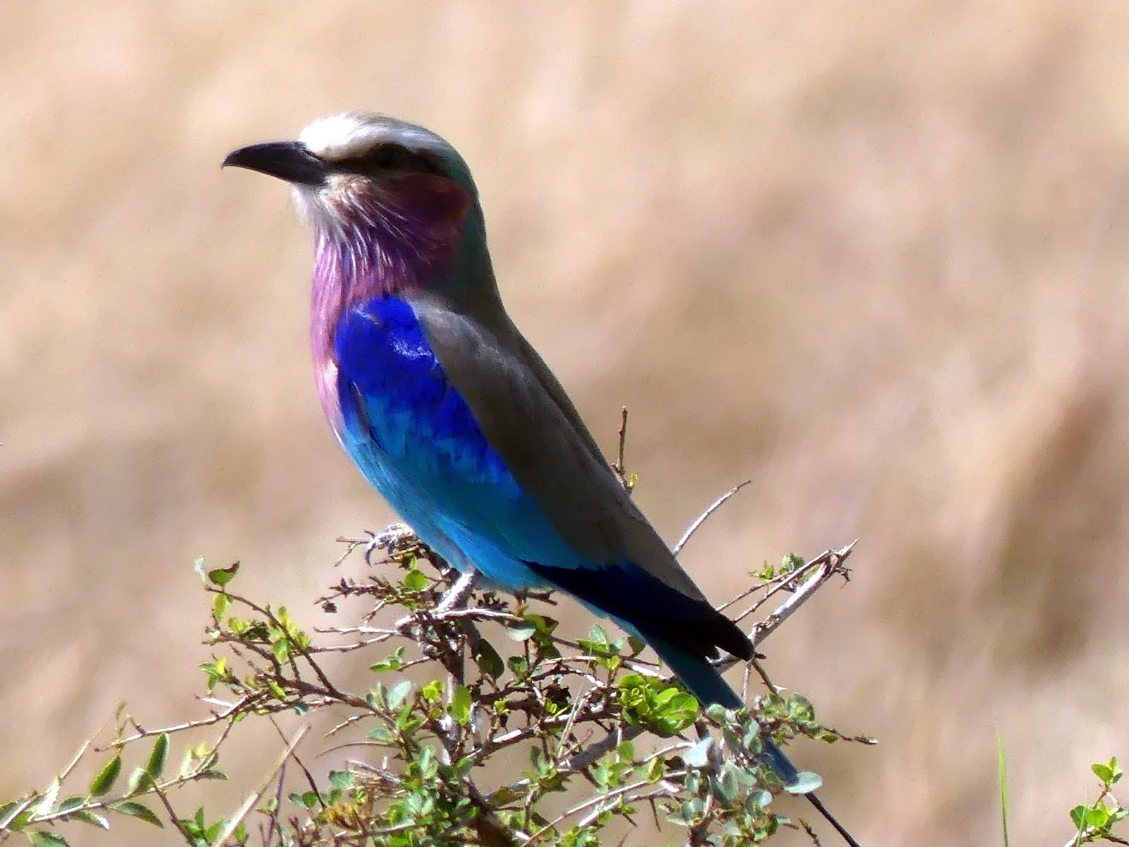 Taxonomía Chordata: Clase Aves Orden Coraciiformes, Cuculiformes ...