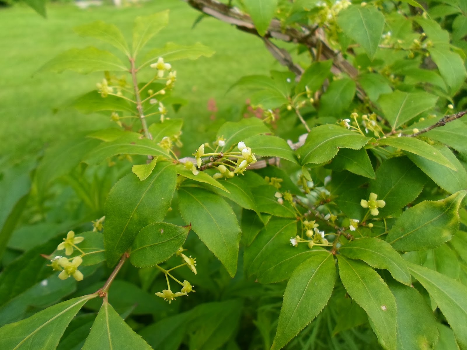 Klockarhagen: Benved, vår sort är en Vingad Benved.
