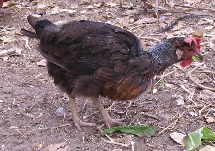 Catladydi: Ugly Chicken