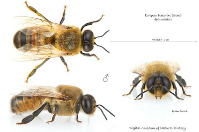 CORONA APICULTORES: LOS ZANGANOS
