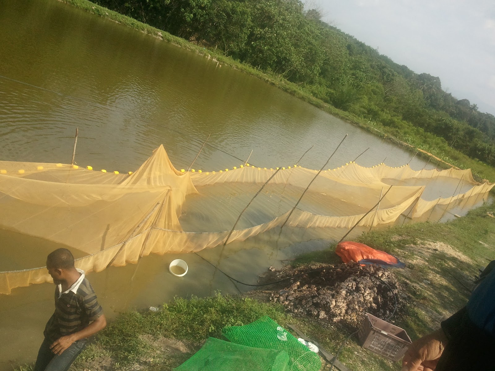 wanikandarat: introduction of WAN IKAN DARAT