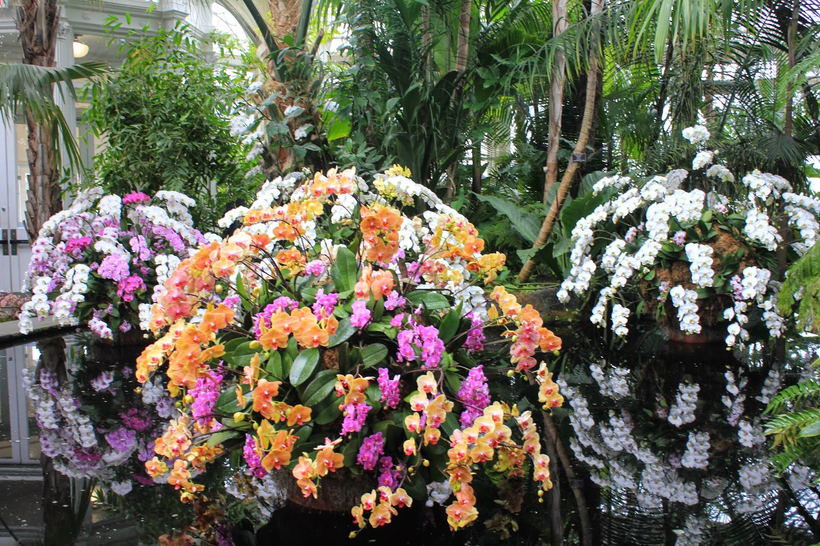 Gardening and Gardens: Orchid Chandeliers at NY Botanical Garden
