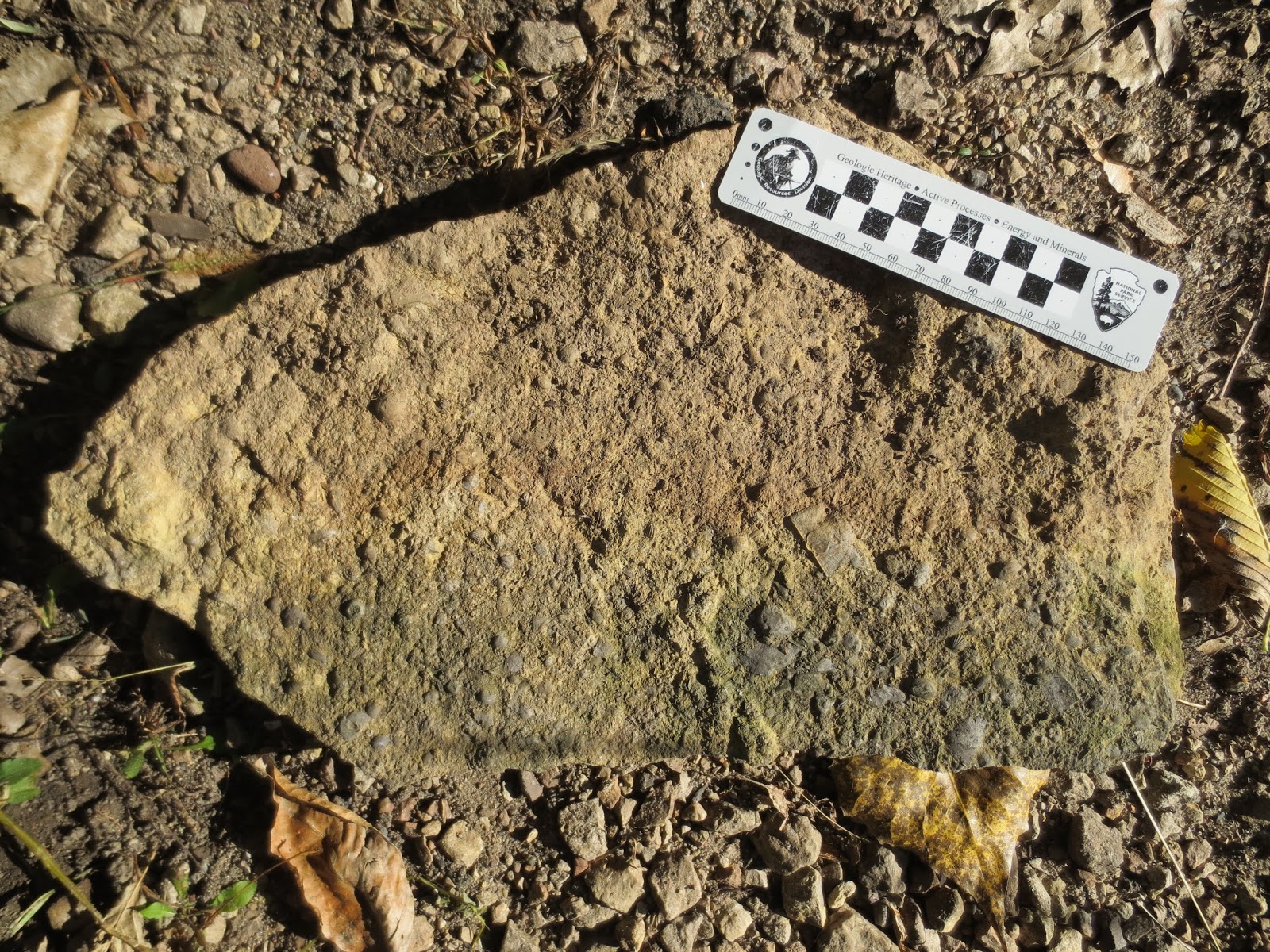 Equatorial Minnesota: The Platteville Formation revisited