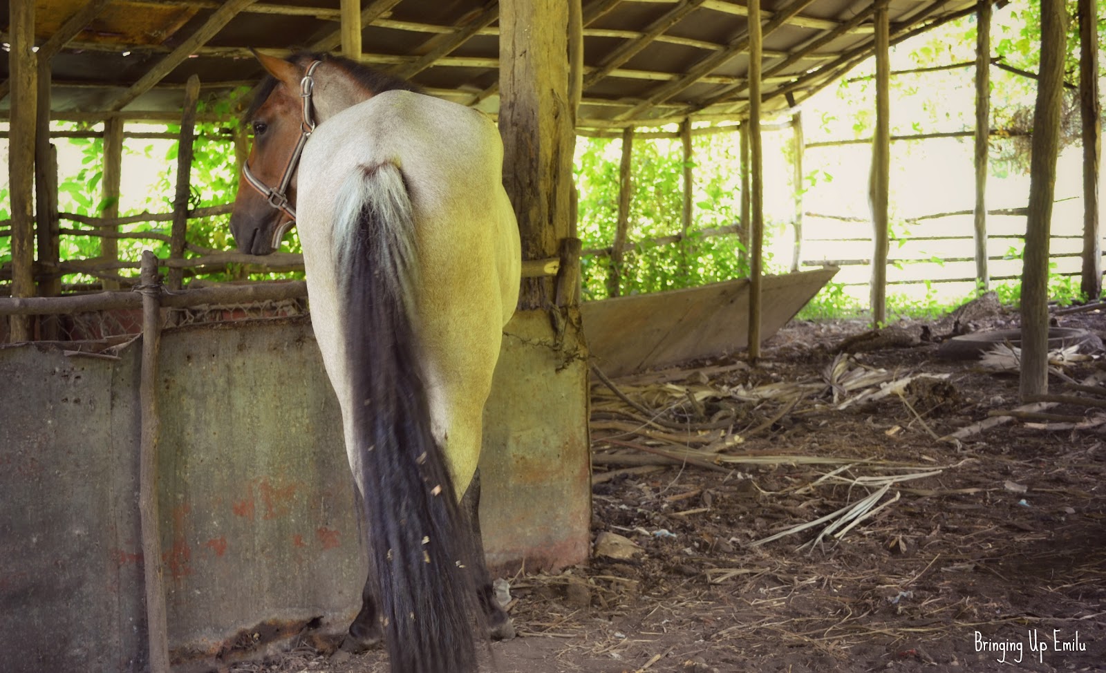 Bringing up Emilu: Grandpa's old farm