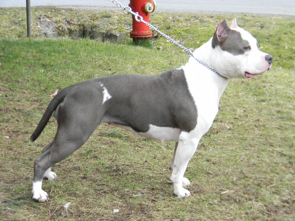 The Truth About Pit Bulls: Purebred VS Well Bred