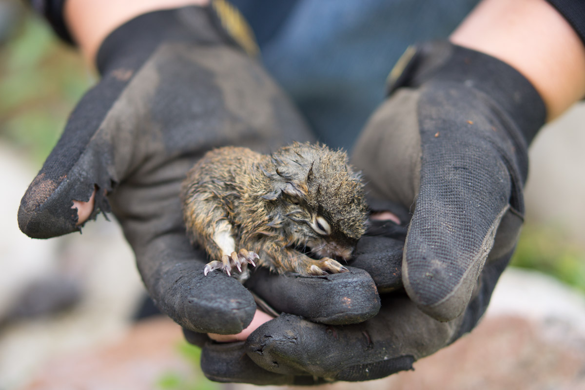Baby squirrel rescued from drowning (12 pics) | Amazing Creatures