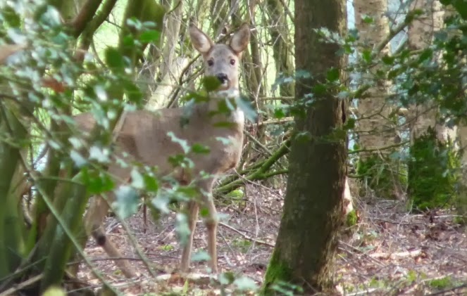 Langs de Reest van Schiphorst naar de Stapel. Land van de das, ree en ...