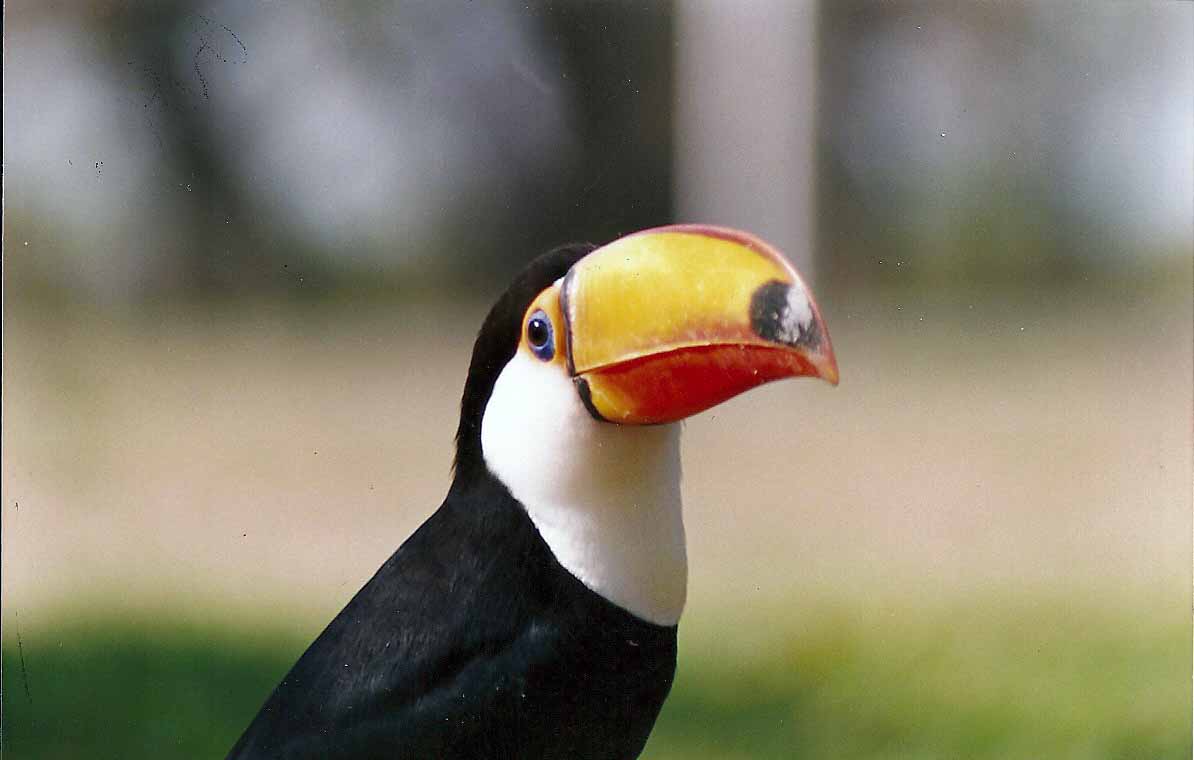 Tucán | ANIMALES SILVESTRES