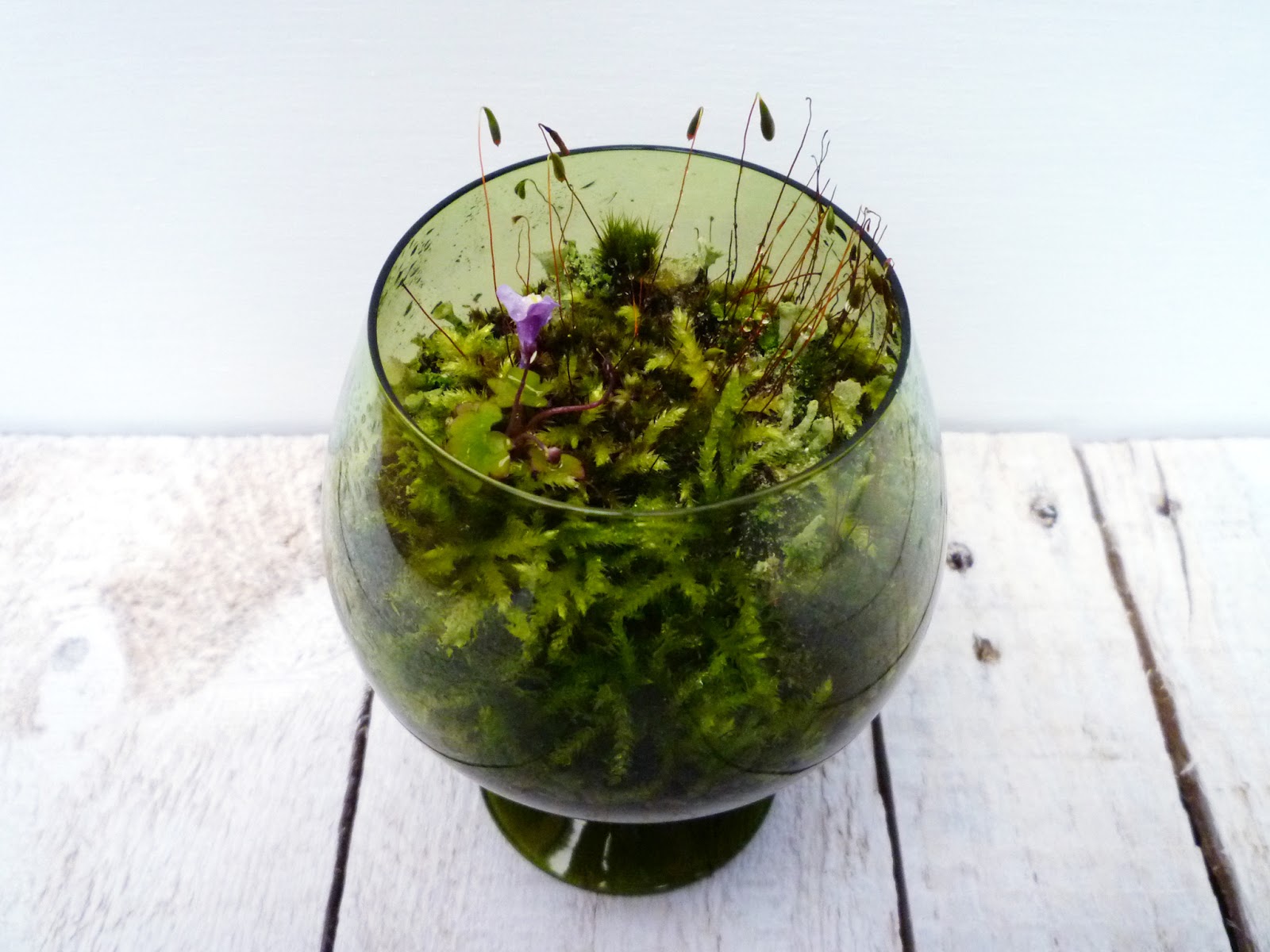 *starking crafty and party*: moss terrarium for mum