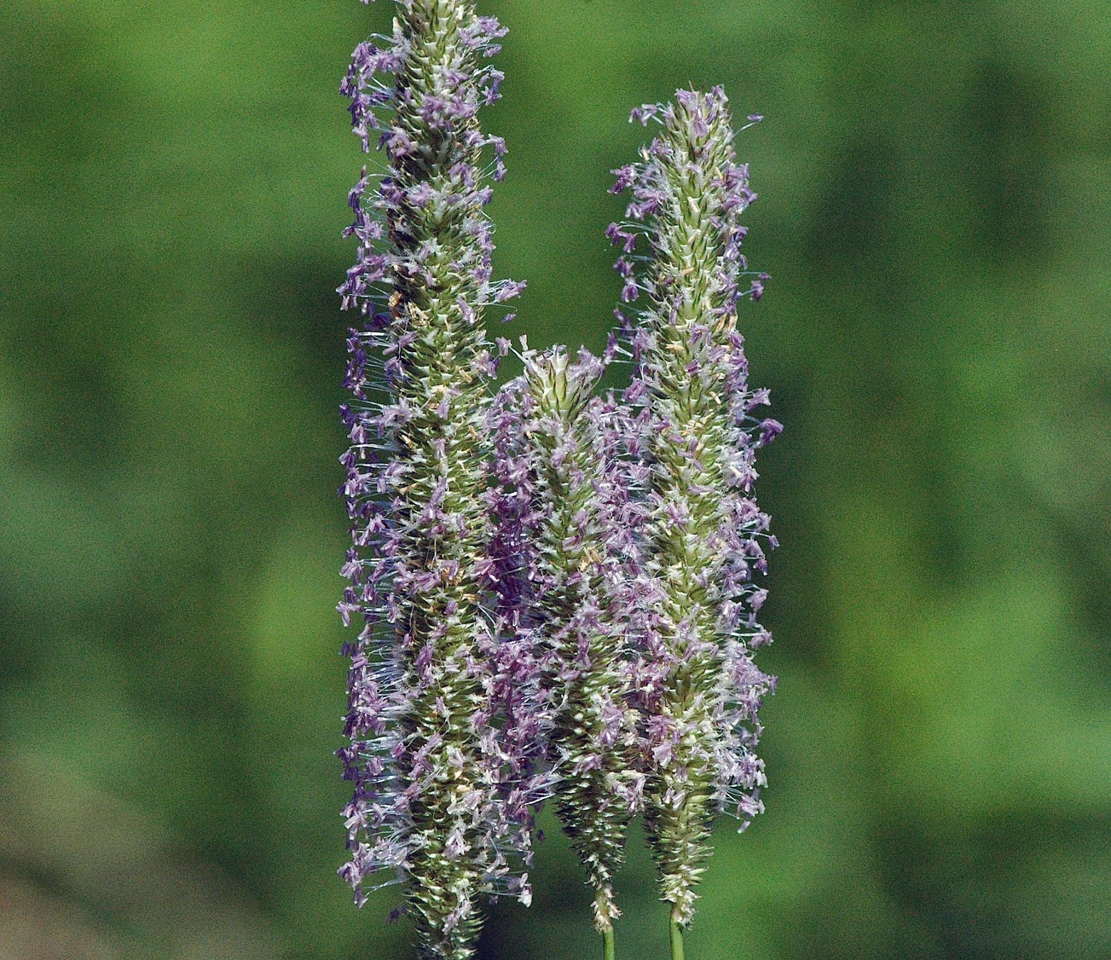 Field Biology in Southeastern Ohio: Nature Preserves: Mill Creek & Wahkeena