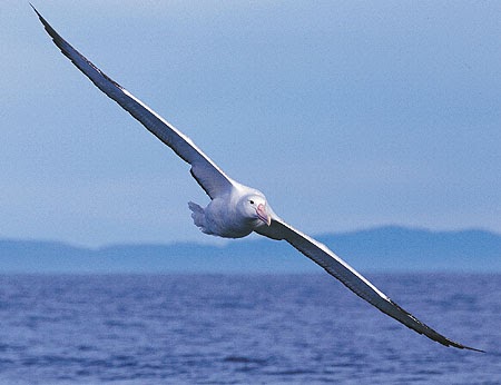 Albatross | Animal Wildlife