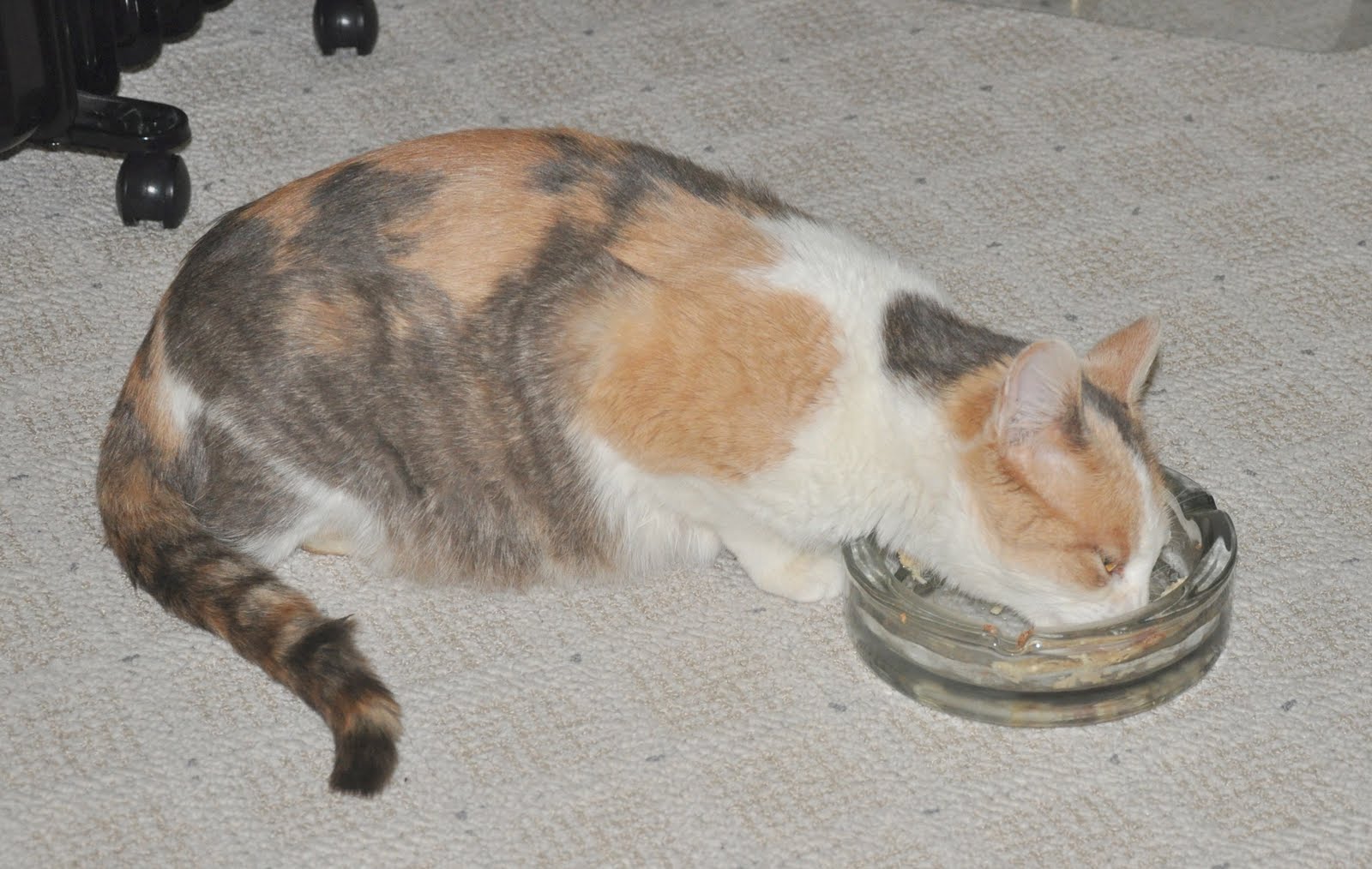 Barb's Cats and Quilts: Ellie and Kittens