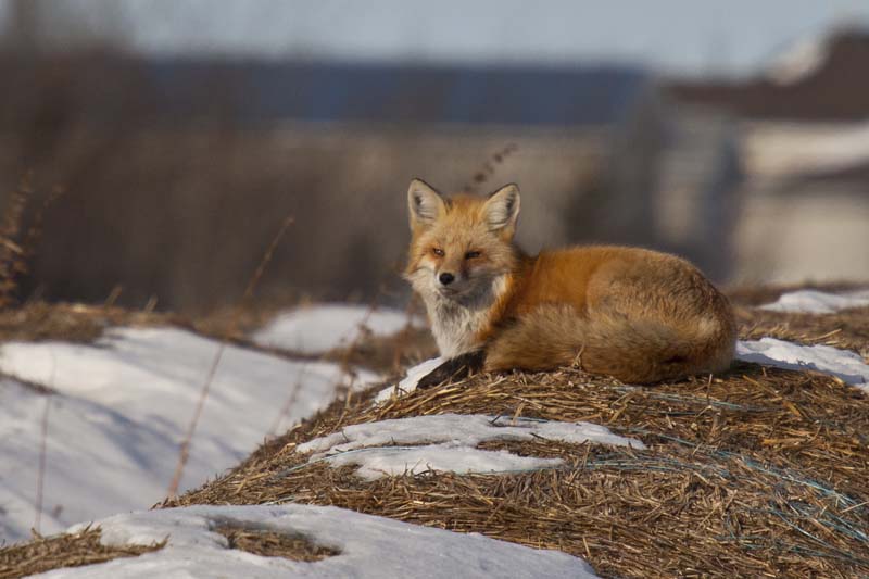 Photography of Ralph Fuchs of St. Albert, Alberta: Wildlife