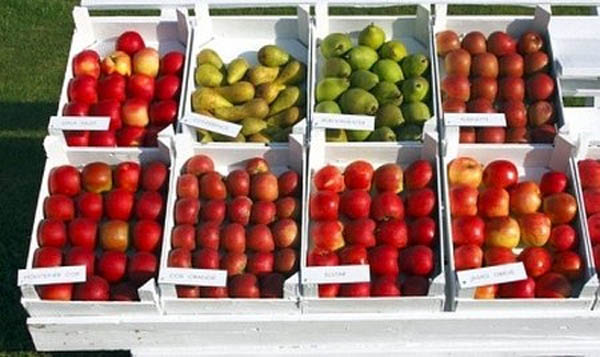 Welcome To Pakistan: Fruits and Crops