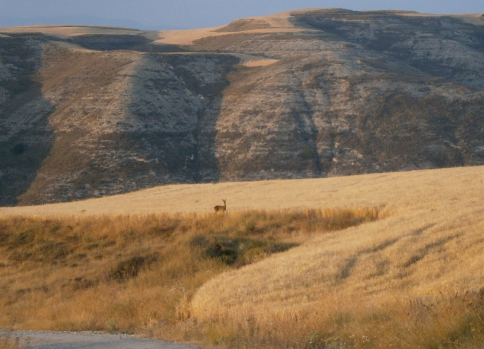 SOL Y MOSCAS: 1/8/12