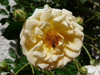 Les Pins Noirs: Rosiers : Margot Koster et Phillis Bide