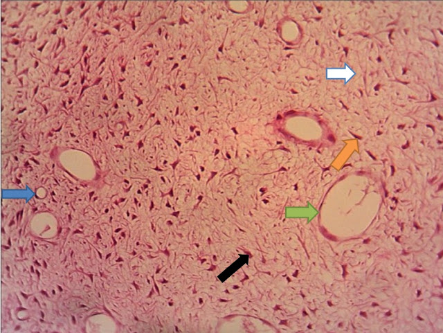 Histologia para Odontologia: Tecidos Dentários