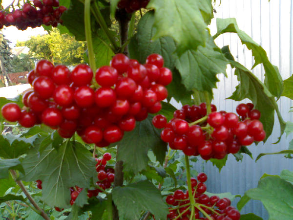 I still don't know how to name things: Epic Meal Time: Russian Style