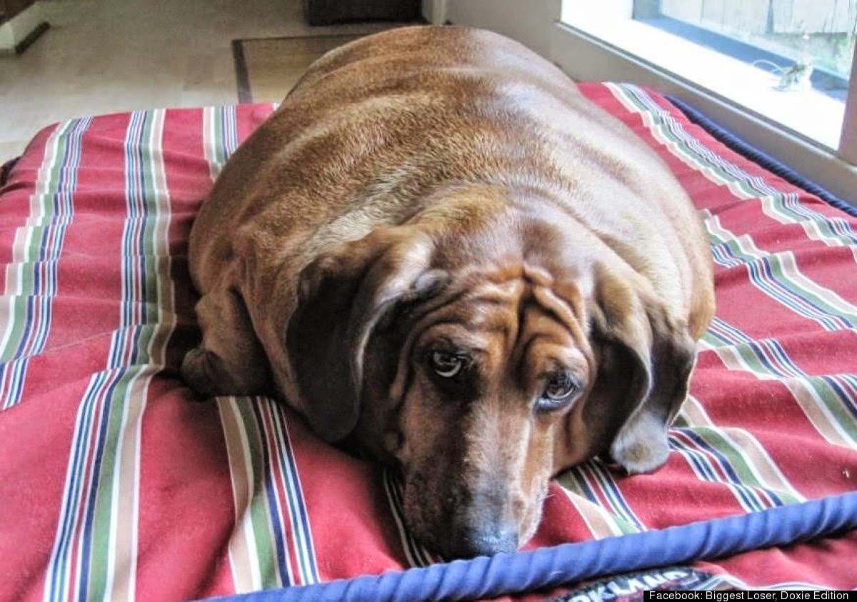 Conoce a "Obie" el pequeño perro obeso que bajo 25 kilos! - Seamos Mas ...