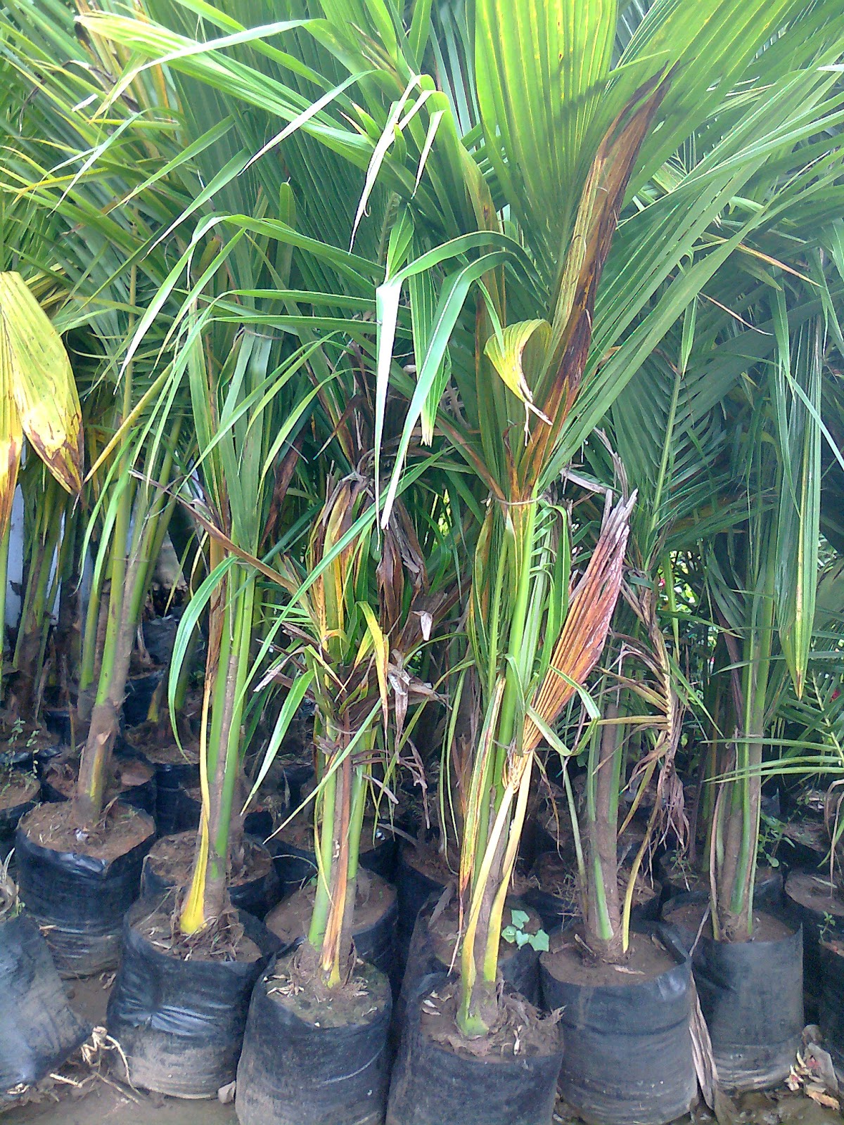 Coconut tree plant :: coconut plant information and uses