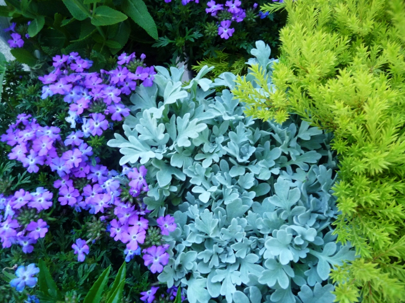 Good Life of Design: BLUE PLANTS FROM THE NURSERY