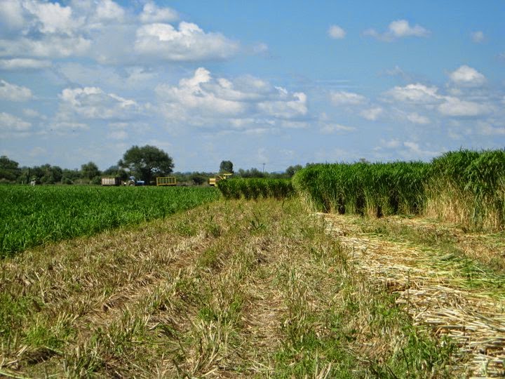 Maralfalfa & King Grass Portugal: Ciclo colheita-sementeira Maralfalfa