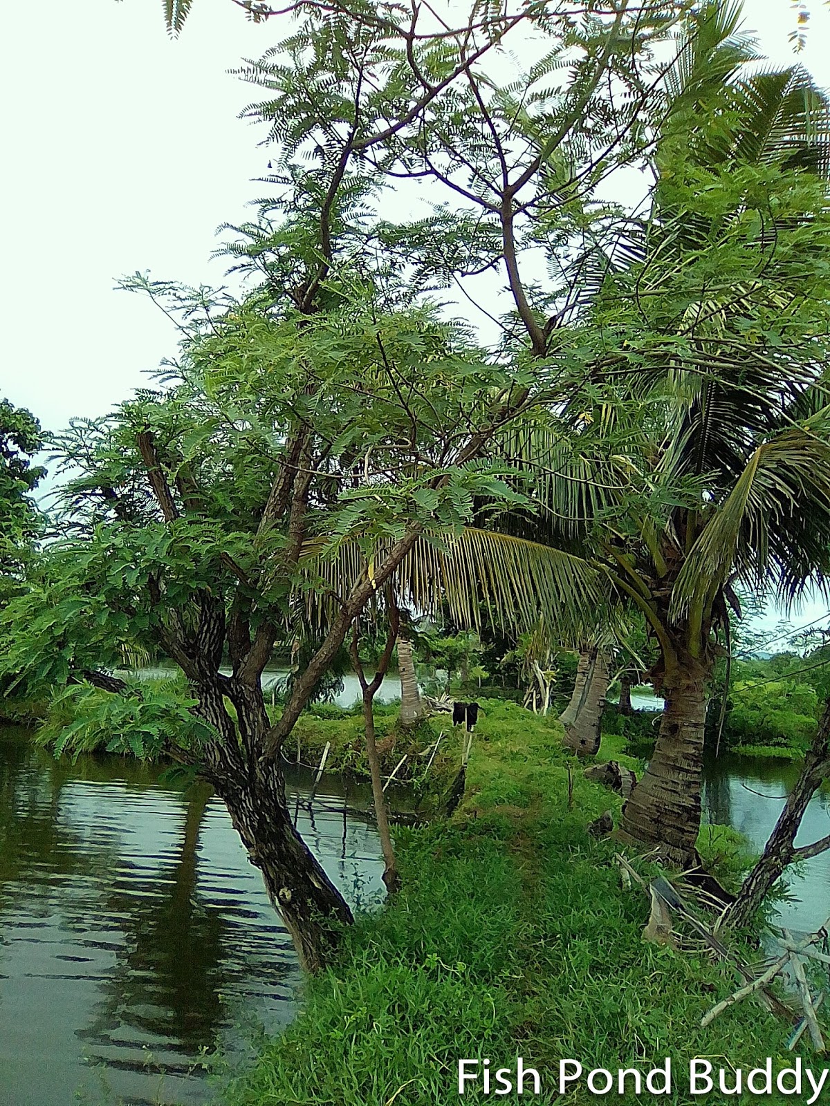 Fish Pond Buddy: Common Medicinal Plants, Fruits, Trees in the Fish Farm