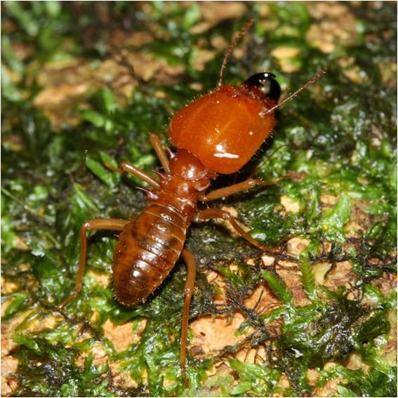 entomolog: Cupim de monte