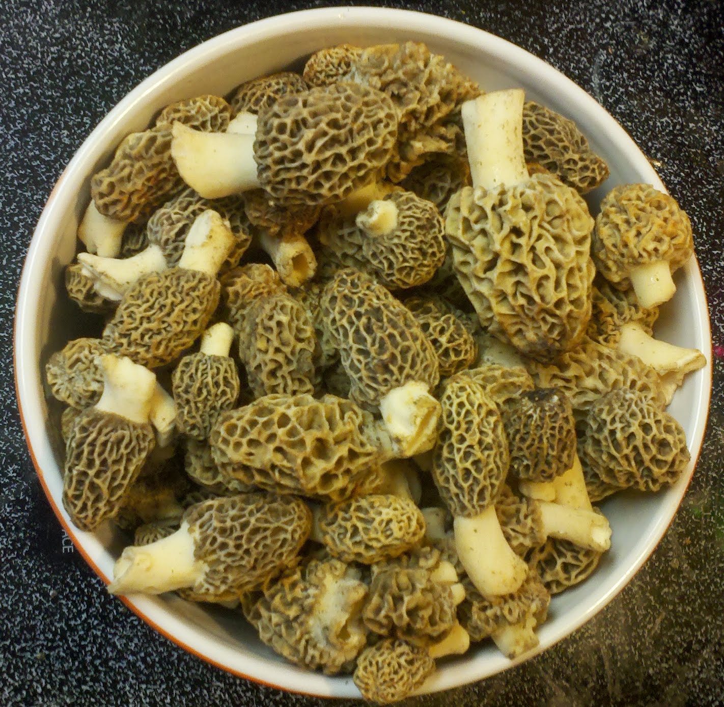 Mid Missouri Morels and Mushrooms: April 2011
